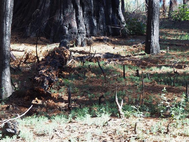 Calaveras Big Trees' 'Orphans' are alive and encircled by growing ...