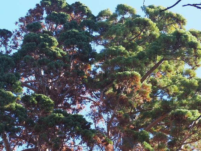 Calaveras Big Trees' 'Orphans' are alive and encircled by growing ...