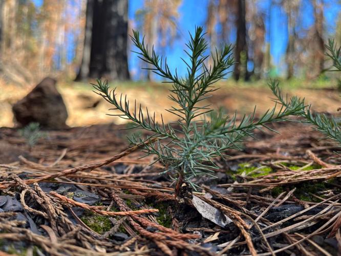 Calaveras Big Trees' 'Orphans' are alive and encircled by growing ...