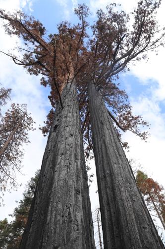 Calaveras Big Trees' 'Orphans' are alive and encircled by growing ...
