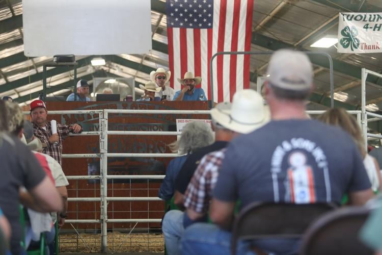 Mother Lode Fair livestock auction brings in $810K despite heat | News ...