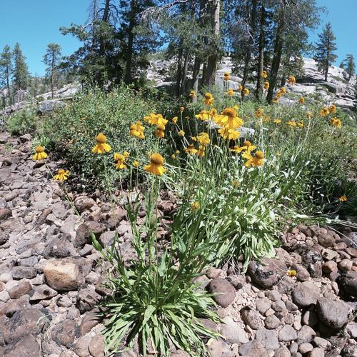 OUT THERE: Kibbie Lake trail offers a way into Yosemite without ...