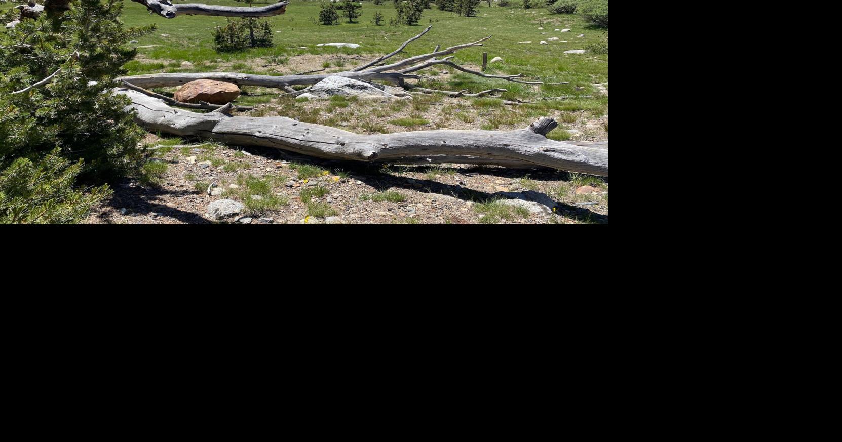 Tioga Pass | | uniondemocrat.com