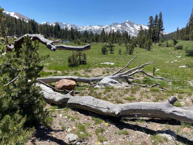 OUT THERE: Alpine summer in full swing at Tioga Pass | News ...
