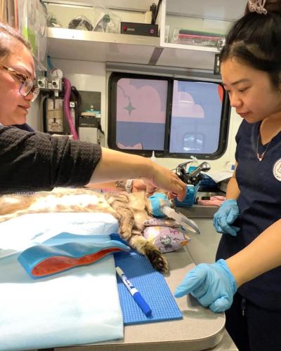 Spay and neuter clinic in Tuolumne County a success | News ...