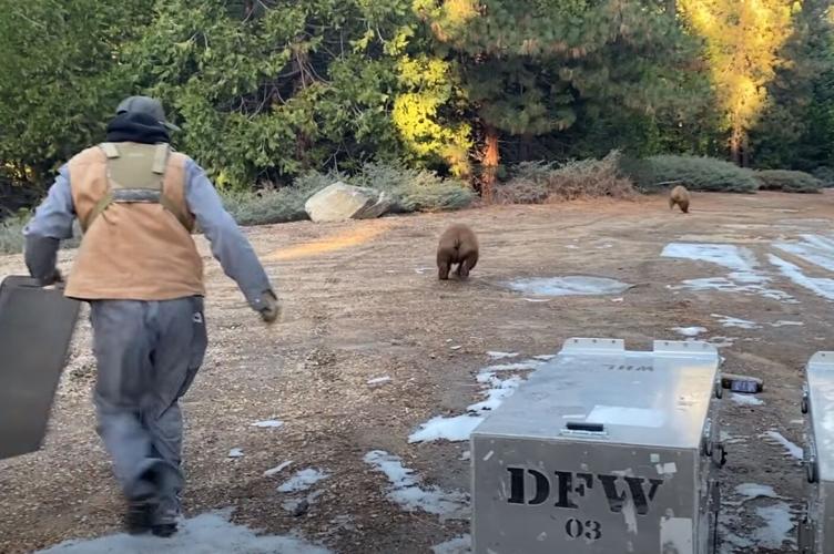 State wildlife officials release orphaned bear cubs back in Calaveras ...