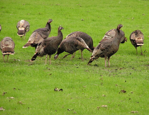 BATEMAN: How did wild turkeys manage to take over our county? | News ...