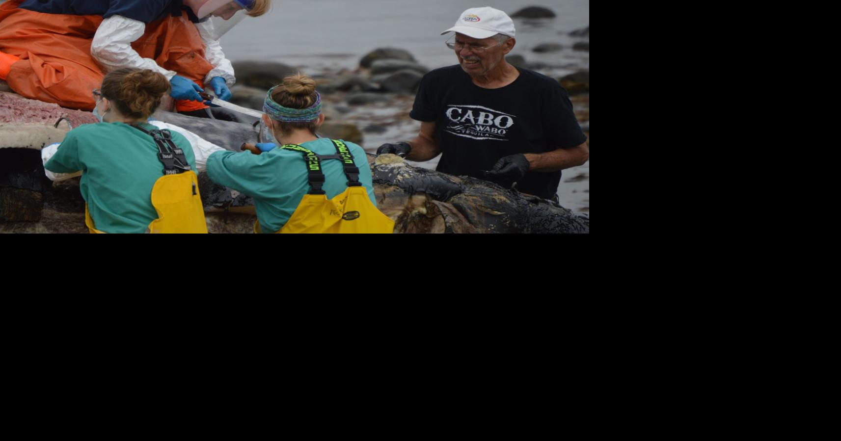Frenzy over beached whale, and accompanying traffic snarls, finally ...