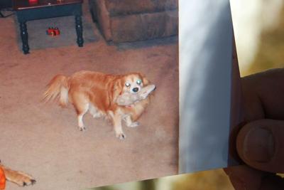 Community members call for 'Justice for Teddy' | Animals | unionleader.com