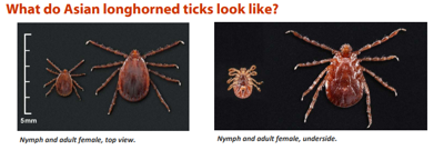 Asian longhorn tick discovered in New Hampshire | Health | unionleader.com