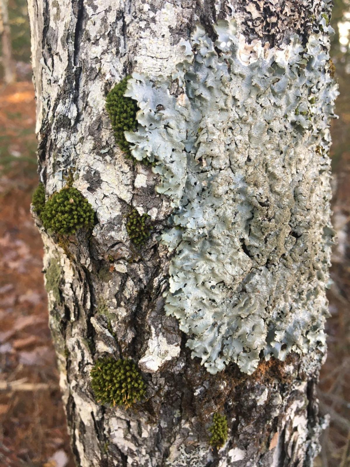 Forest Journal: Welcome to Lichen Appreciation Season | Forest Journal ...