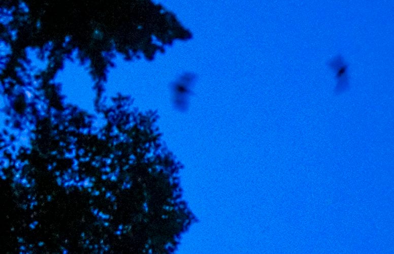 Making bats count in New Hampshire | Animals | unionleader.com