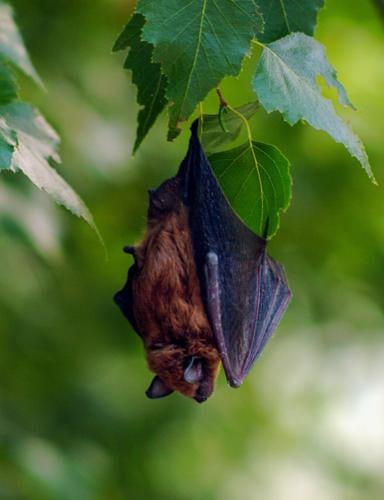 Making bats count in New Hampshire | Animals | unionleader.com