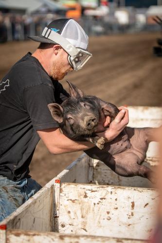 Pig-N-Fords: 100 years of wrangling pigs and racing Model Ts on the ...