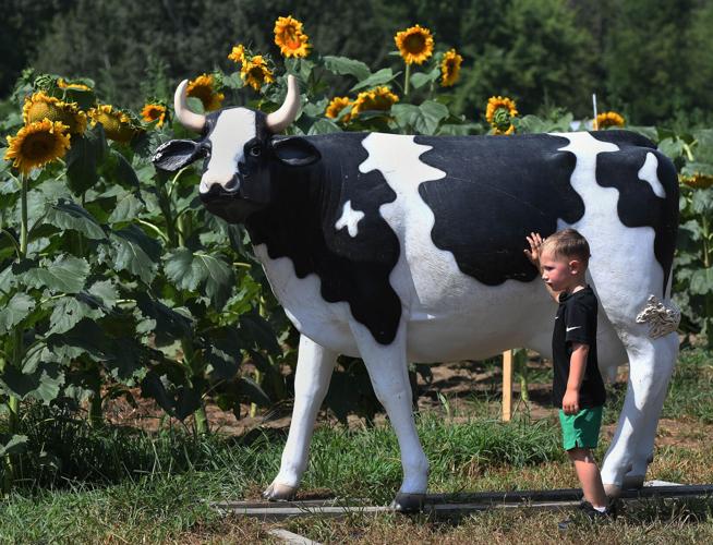 Brookford Farm | Animals | unionleader.com