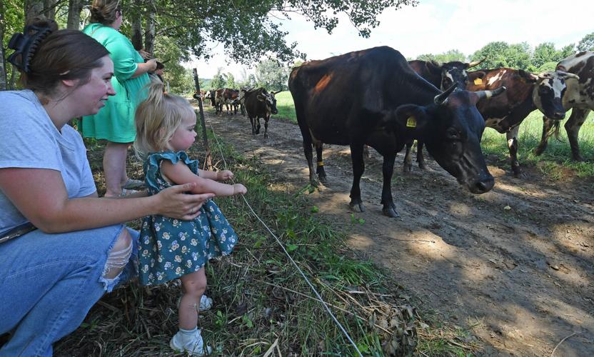 Brookford Farm | Animals | unionleader.com