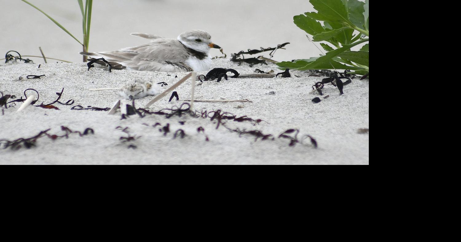 Summer visitors: Watch out for piping plover chicks at the beach ...