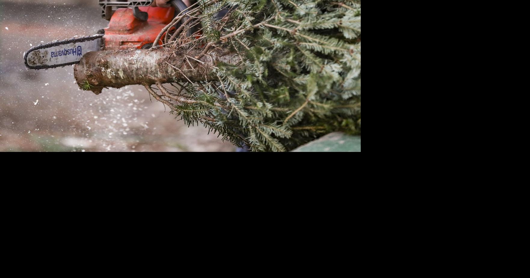 US-NEWS-MAKE-SURE-YOUR-CHRISTMAS-TREE-3-PHI.jpg | | unionleader.com