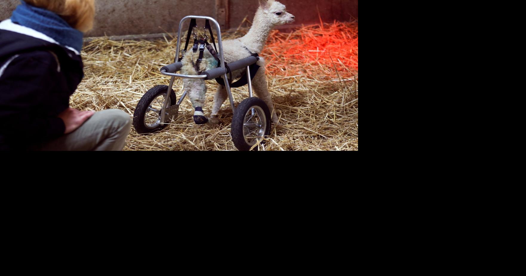 Orphaned and disabled, baby alpaca walks again with her own set of ...