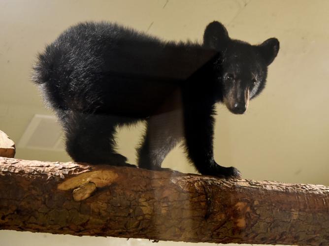 Kilham Bear Center needs more room with 80-plus cubs being rehabbed ...
