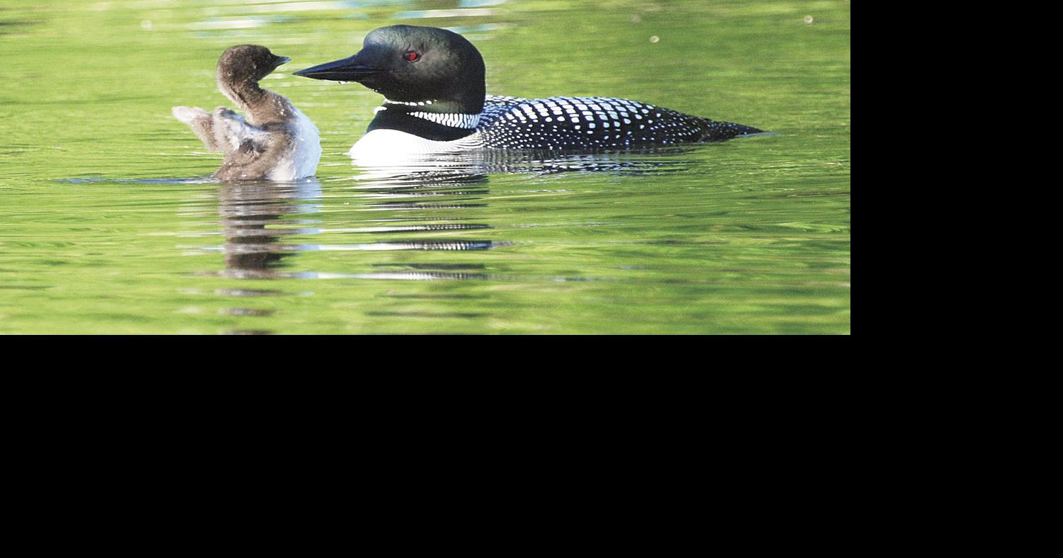 Loon Preservation Committee takes a close look inside loon nests ...