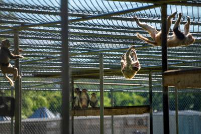 How primates are aiding the fight against COVID-19 in Louisiana | Back ...