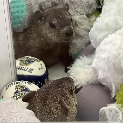 Inside an arcade’s stuffed-animal claw machine, a real live groundhog ...