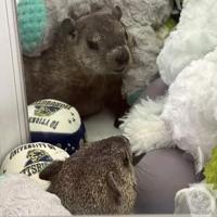 Inside an arcade’s stuffed-animal claw machine, a real live groundhog ...