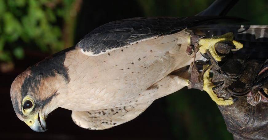 Falcon recovering from first-of-its-kind cataract surgery | Animals ...