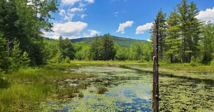 NH Fish and Game’s Wildlife Habitat Program conserves 12,000 acres for ...