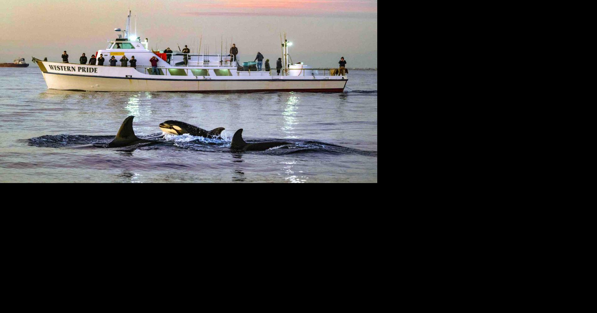 Orcas are attacking ships again. Here's a history of the practice ...