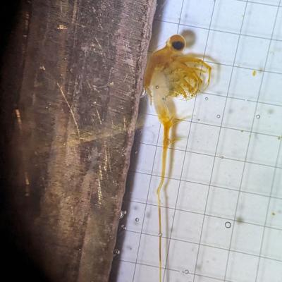Invasive spiny water flea found in Lake Winnipesaukee for first time ...