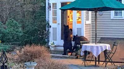 Infamous mama bear resurfaces in Hanover with four new cubs | Animals ...