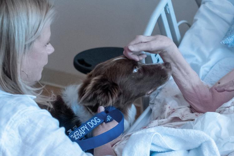 Dogs brighten dark times with therapy visits to hospice house | Animals ...