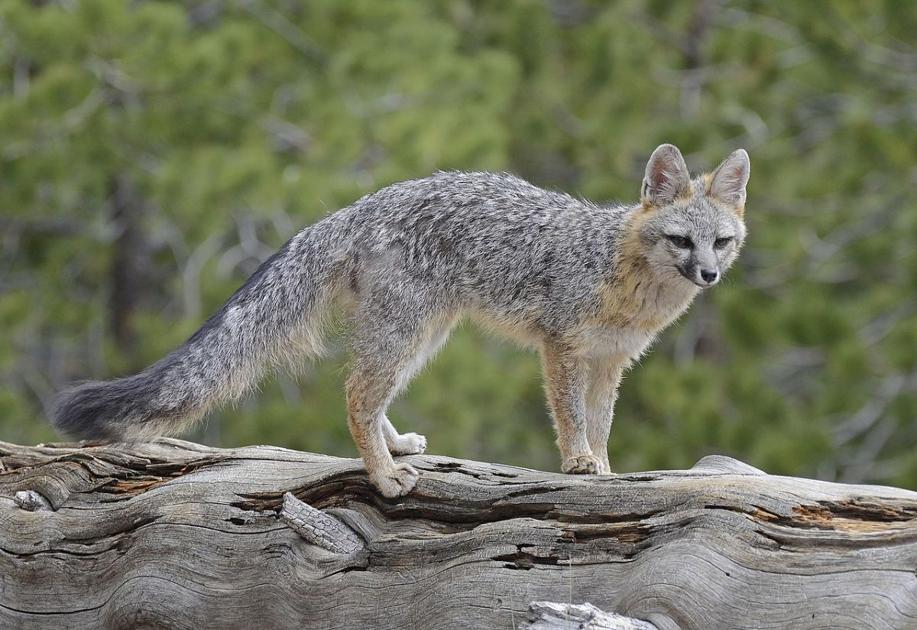 Listeria found in wild gray foxes in New Hampshire | Health ...