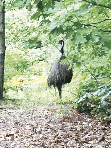 In Bow, neighbors round up lost emu | Animals | unionleader.com