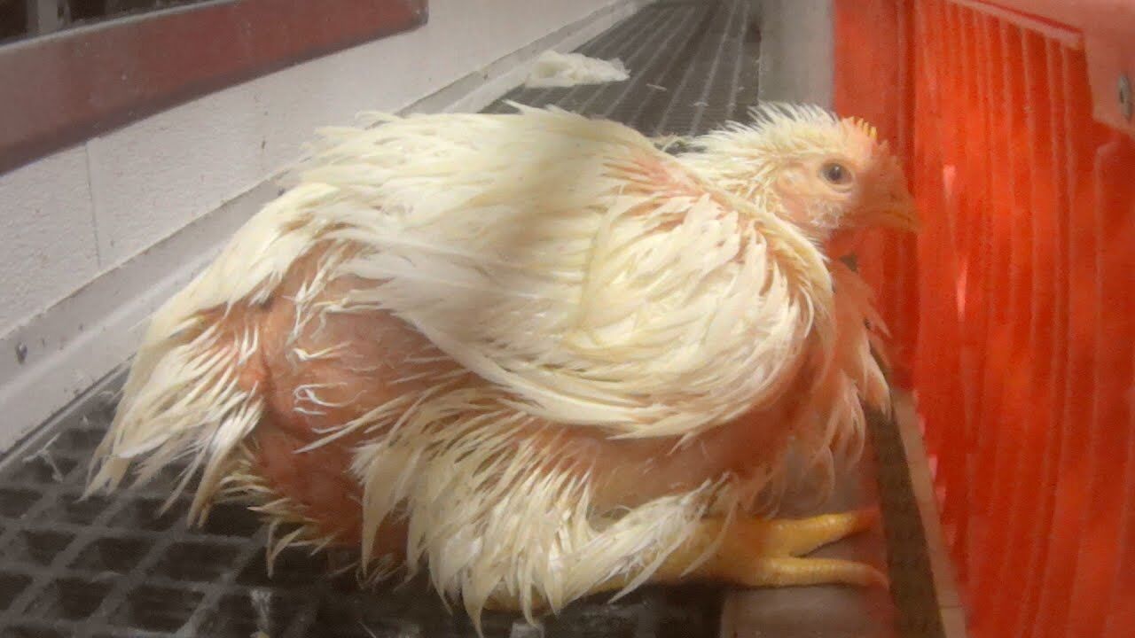 Animal Abuse Chickens