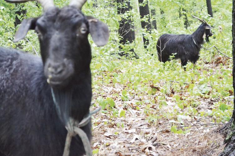 Londonderry utilizing 'goatscaping' to clean up town forest | Animals ...