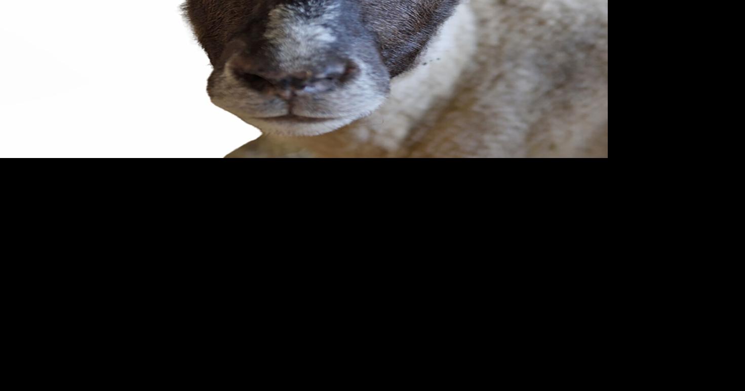 'Baby Animals' cause humans to squeal with excitement | A&E ...