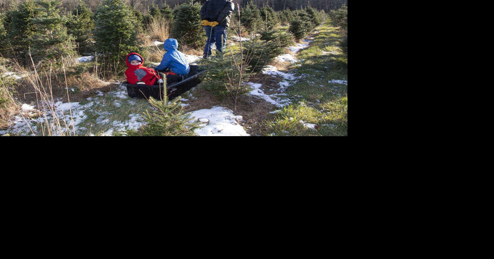 Forest Journal: Lessons from the “Evergreen Advantage” | Forest Journal ...