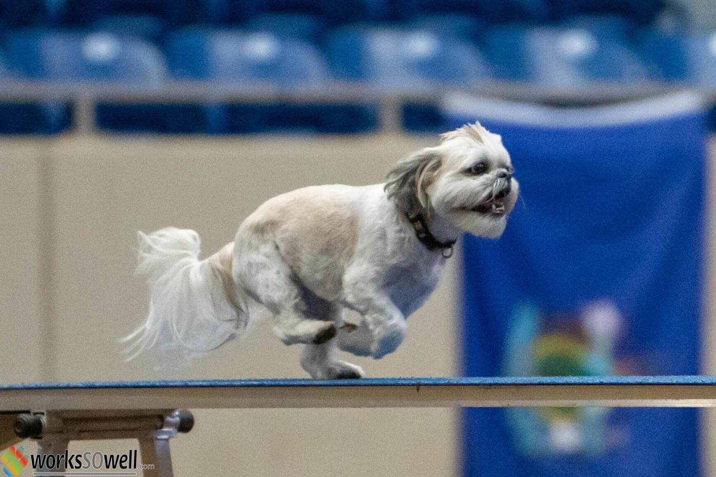 human agility westminster