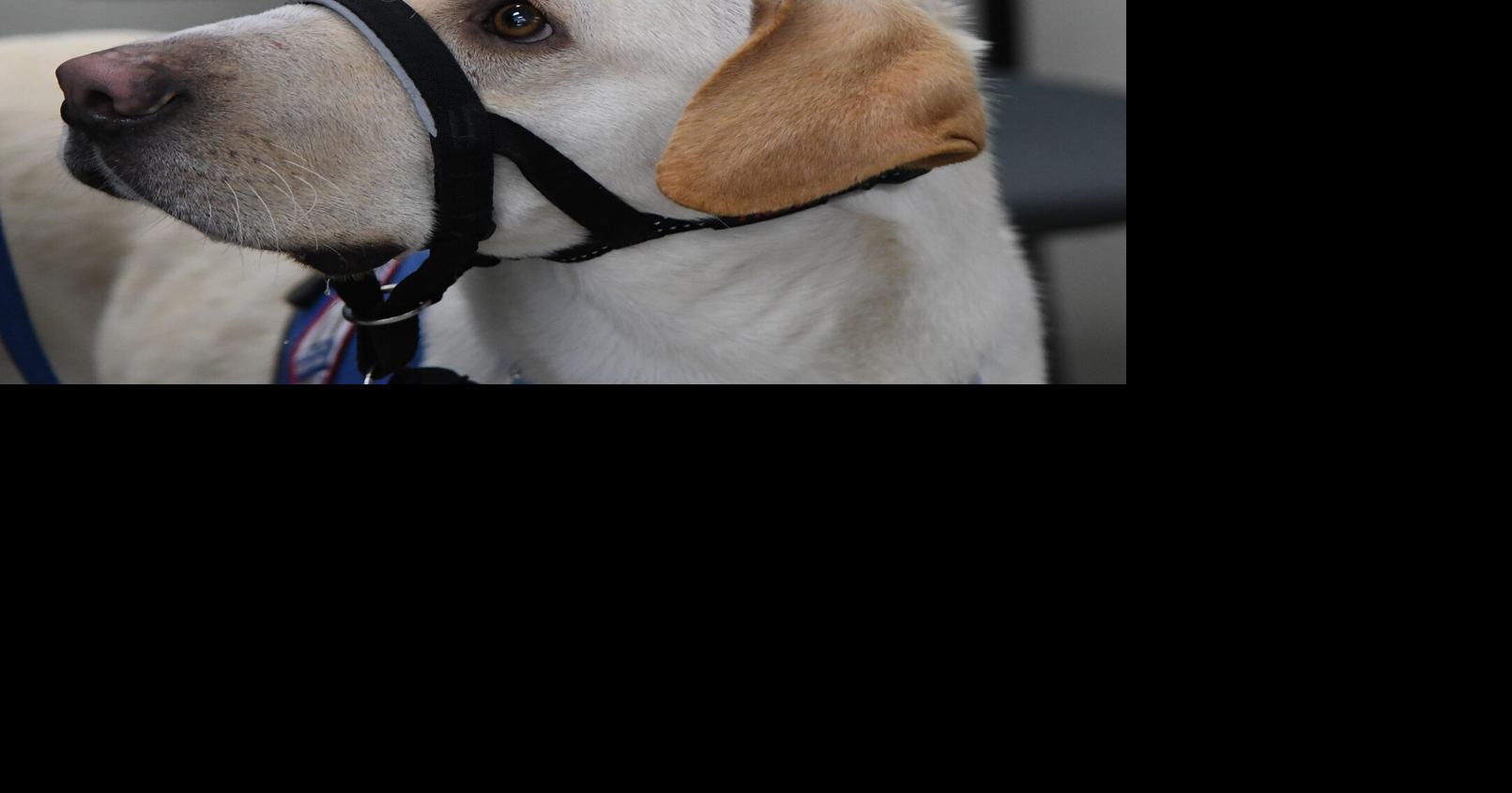 Champion in Action: Operation Delta Dog pairs troubled veterans with ...