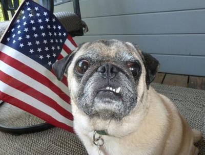 Max the pug's star keeps rising | Animals | unionleader.com