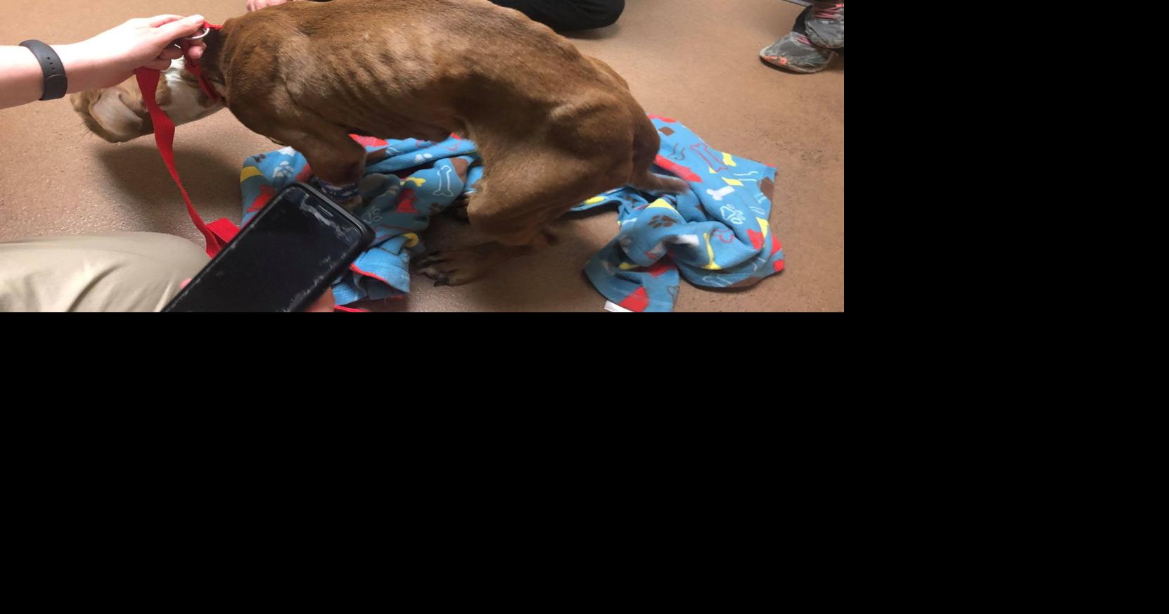 Skin-and-bones Manchester pit bull went from 26 pounds to 45 | Animals ...