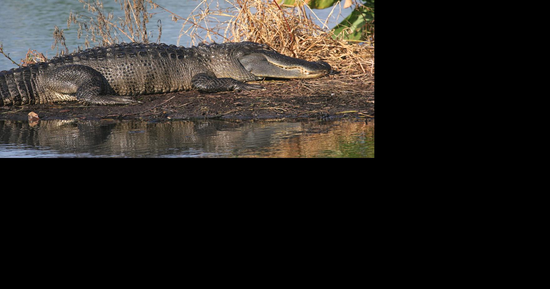 Trump suggests zigzagging your way out of a gator’s path. Bad advice ...