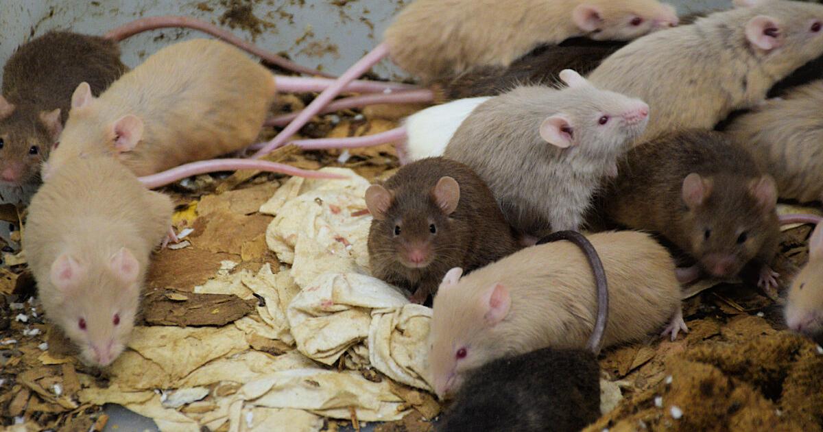 Hundreds of pet mice surrendered to Stratham shelter and more are on ...