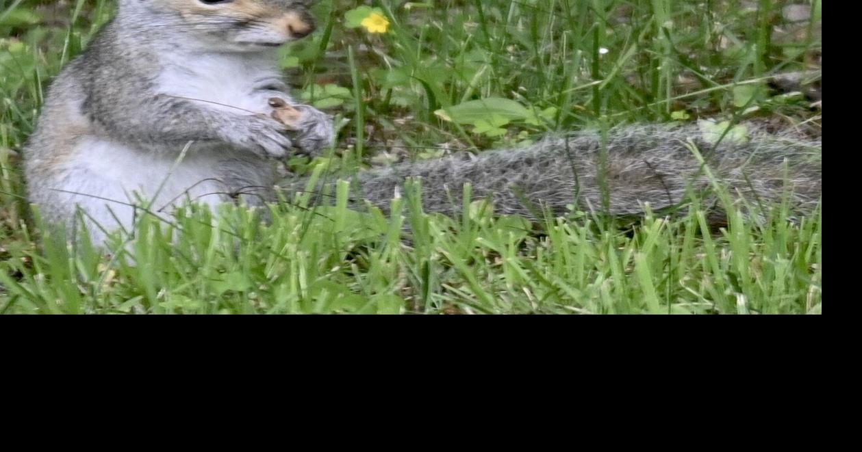 Experts optimistic there won’t be a repeat of 2018’s ‘Squirrel ...