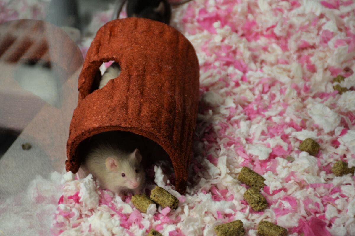Hundreds of pet mice surrendered to Stratham shelter and more are on ...
