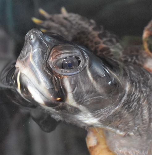 Diane the dime-store turtle turns 50 | Animals | unionleader.com