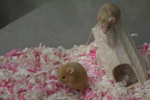 Hundreds of pet mice surrendered to Stratham shelter and more are on ...